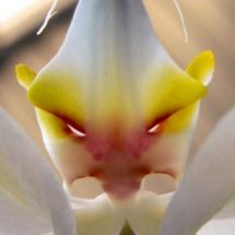 The 10 most scary flowers - Bloomifique