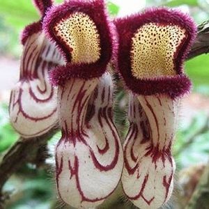 The 10 most scary flowers - Bloomifique