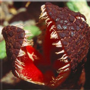 The 10 most scary flowers - Bloomifique