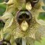 The 10 most scary flowers - Bloomifique