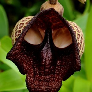 The 10 most scary flowers - Bloomifique
