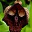 The 10 most scary flowers - Bloomifique