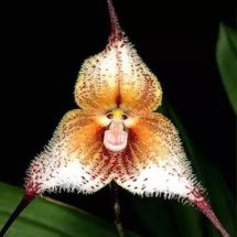 The 10 most scary flowers - Bloomifique