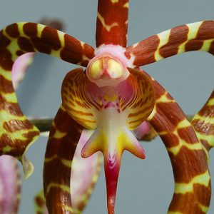 The 10 most scary flowers - Bloomifique