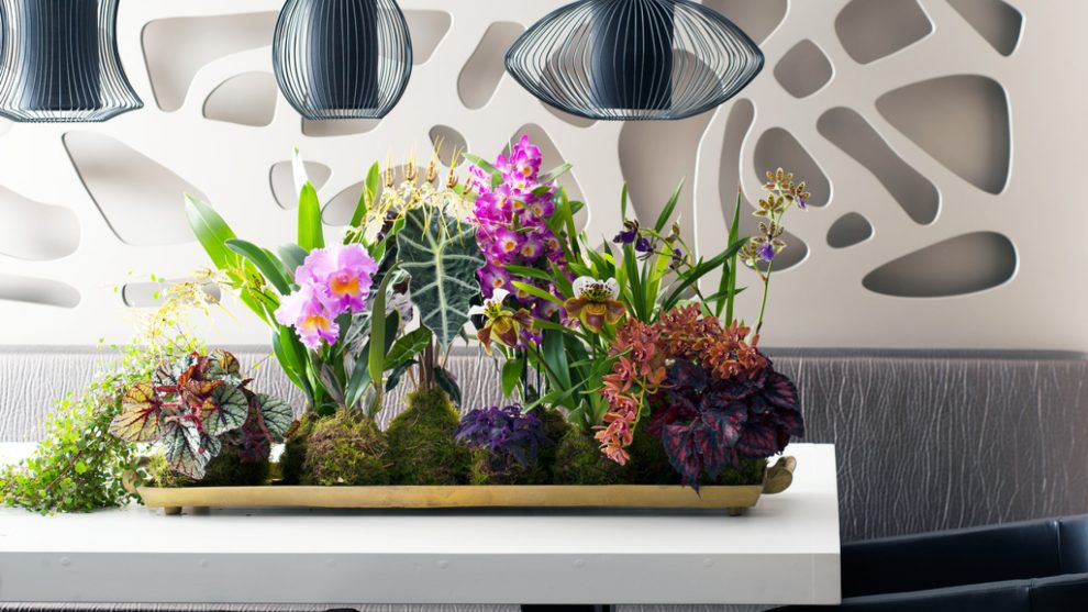 The 10 most scary flowers - Bloomifique