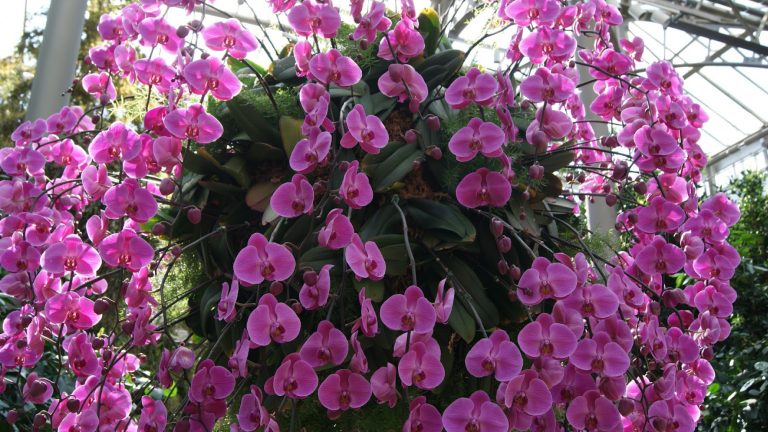 The 10 most scary flowers - Bloomifique