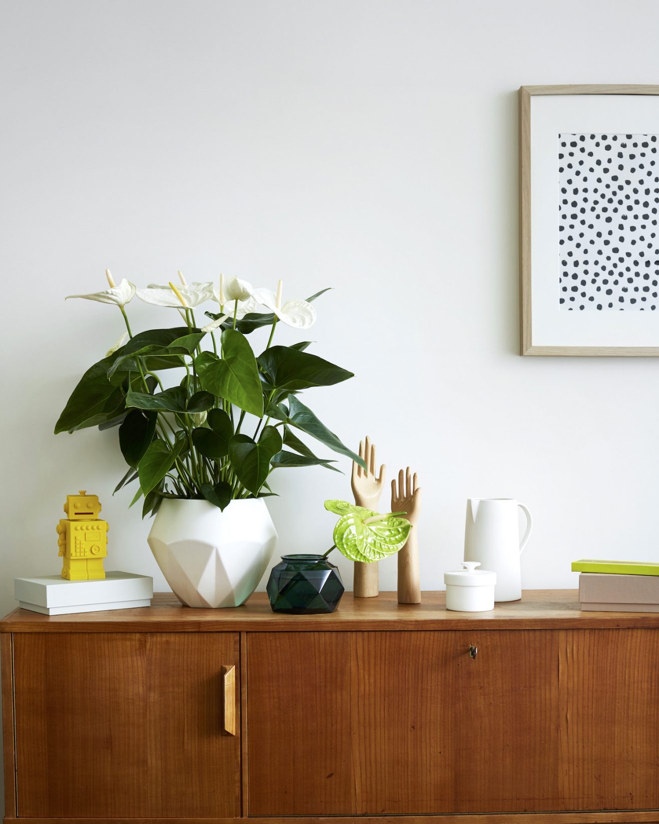 3 new anthurium pot plant varieties you probably didn't know yet