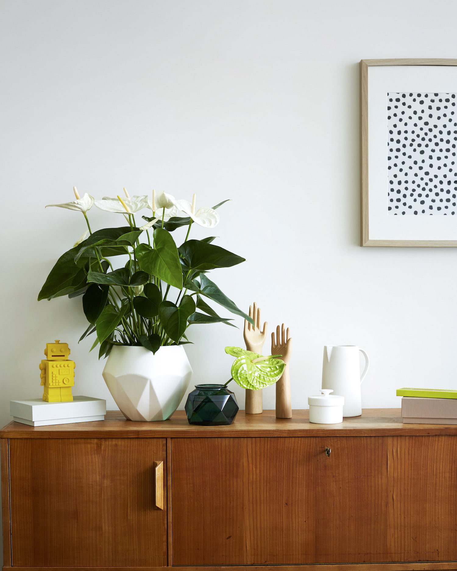 3 new anthurium pot plant varieties you probably didn't know yet