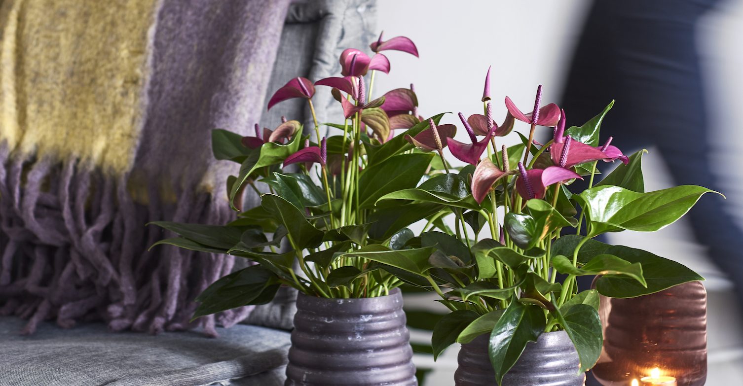 These are the 2 most common anthurium species
